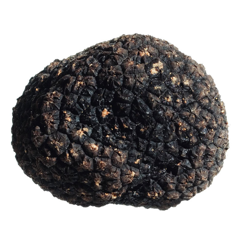Frischer Herbsttrüffel (Tuber Uncinatum Chatin) aus Umbrien | TARTUFFLI
