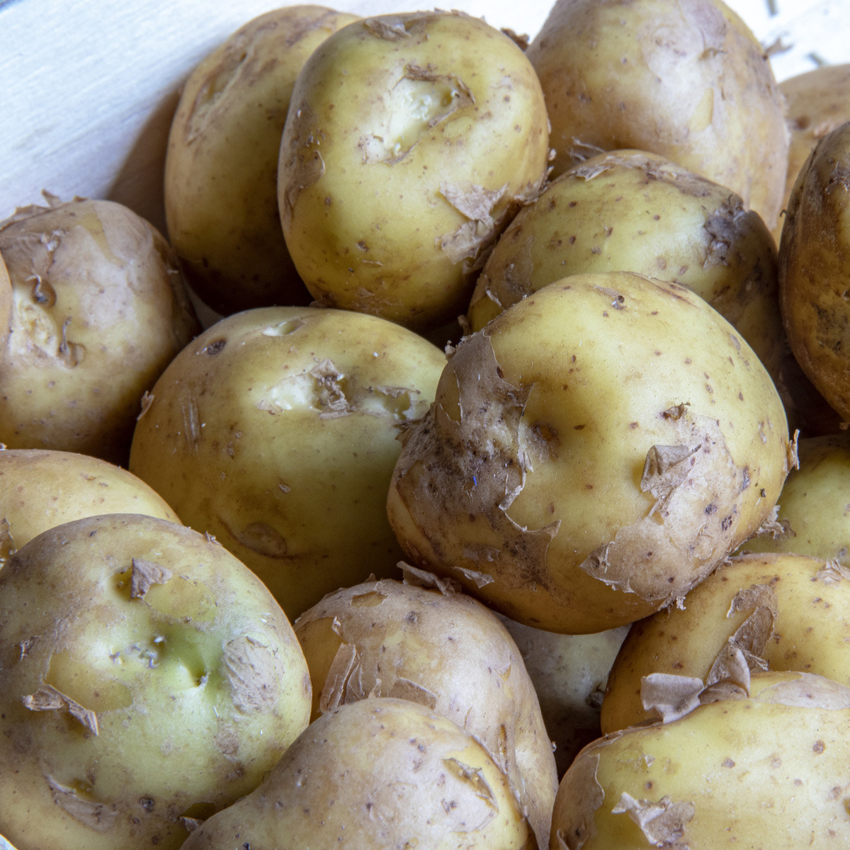 La Bonnotte de Noirmoutier - das Original | TARTUFFLI