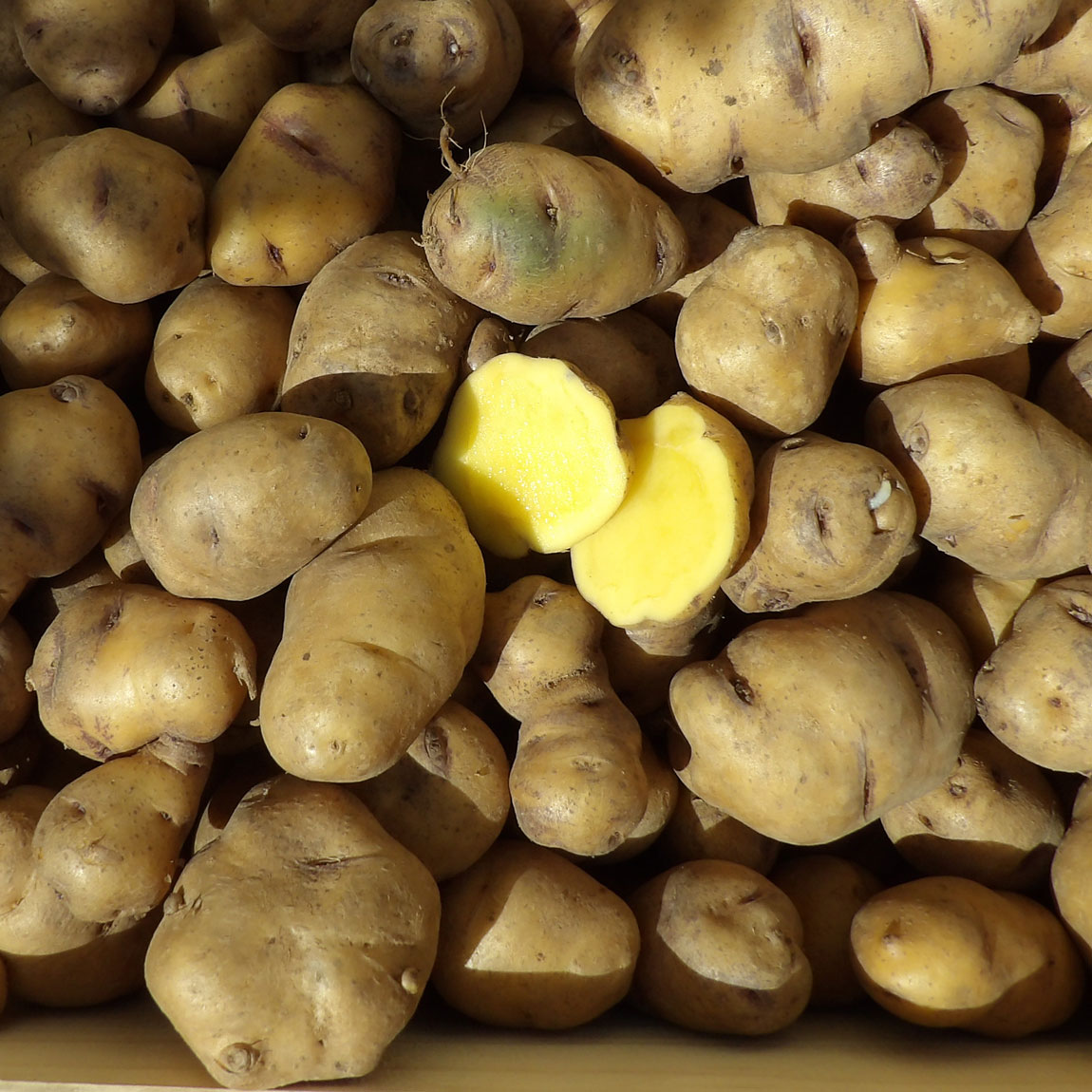 kanarische Bonita Ojo de Perdiz [vf] | TARTUFFLI