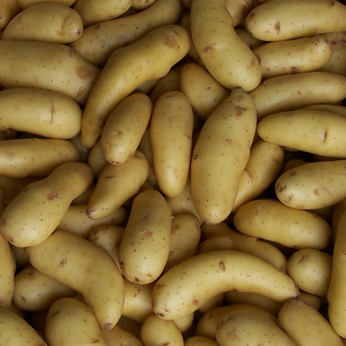 Kartoffelsorte La Ratte d' Ardèche | TARTUFFLI