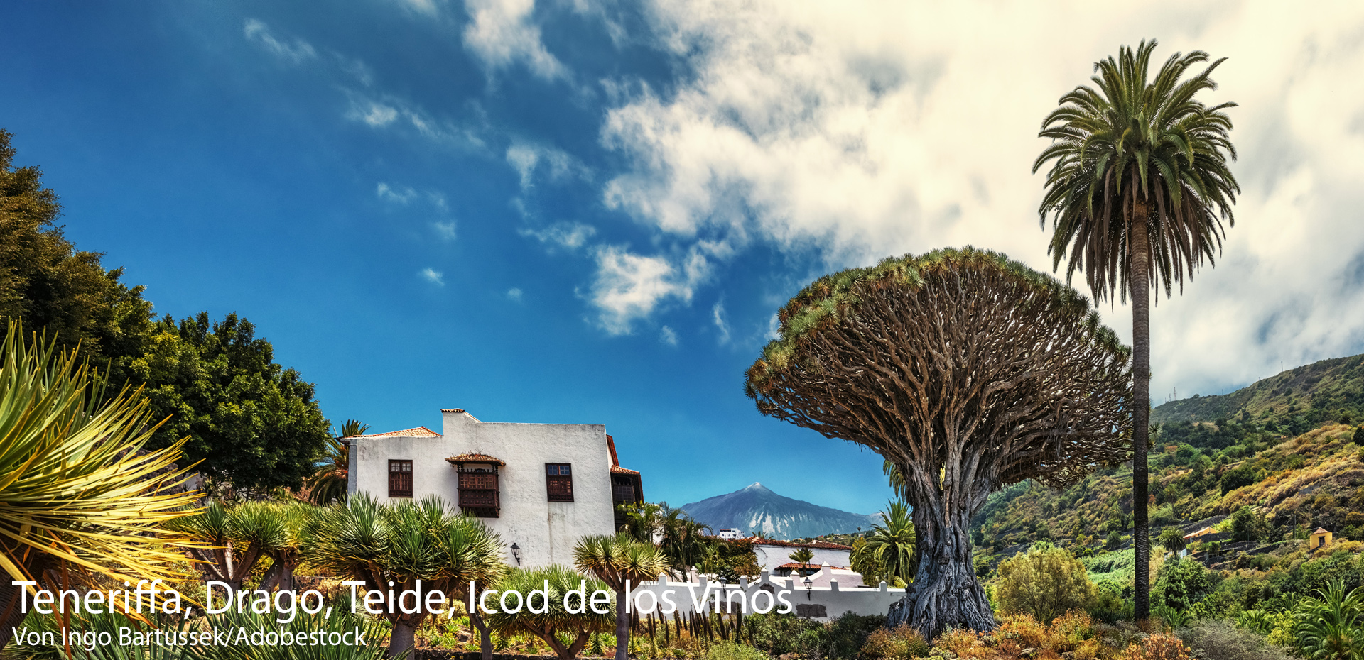 Teneriffa | Kanarische Inseln | Spanien | Genussregionen | TARTUFFLI