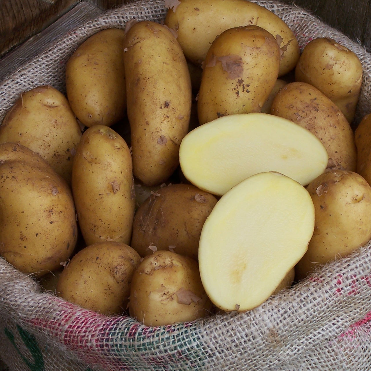 Sieglinde - frische Frühkartoffeln aus Galatina | TARTUFFLI