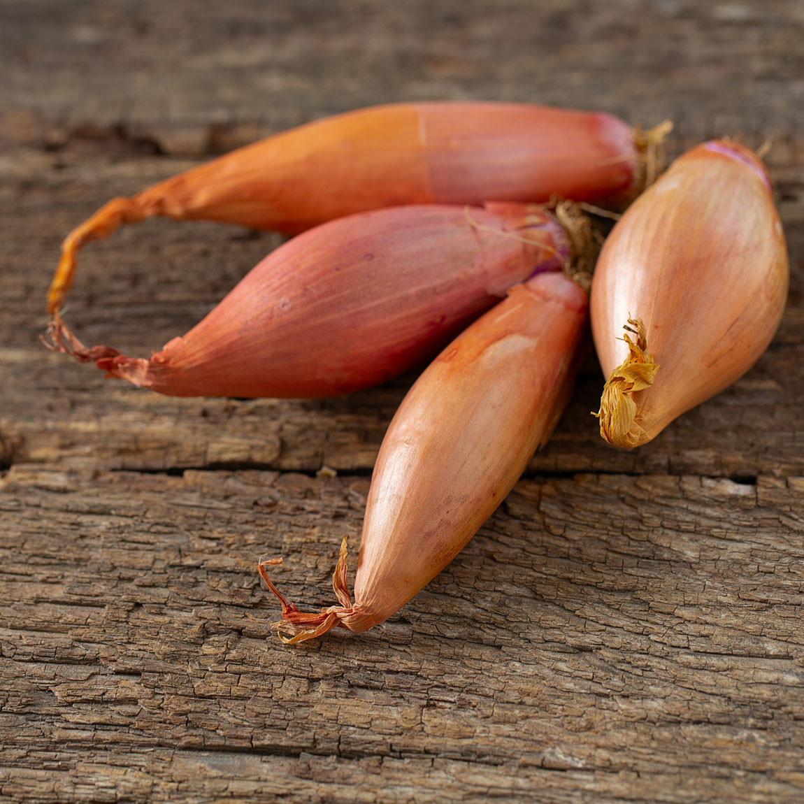 Schalotten aus der Bretagne | TARTUFFLI