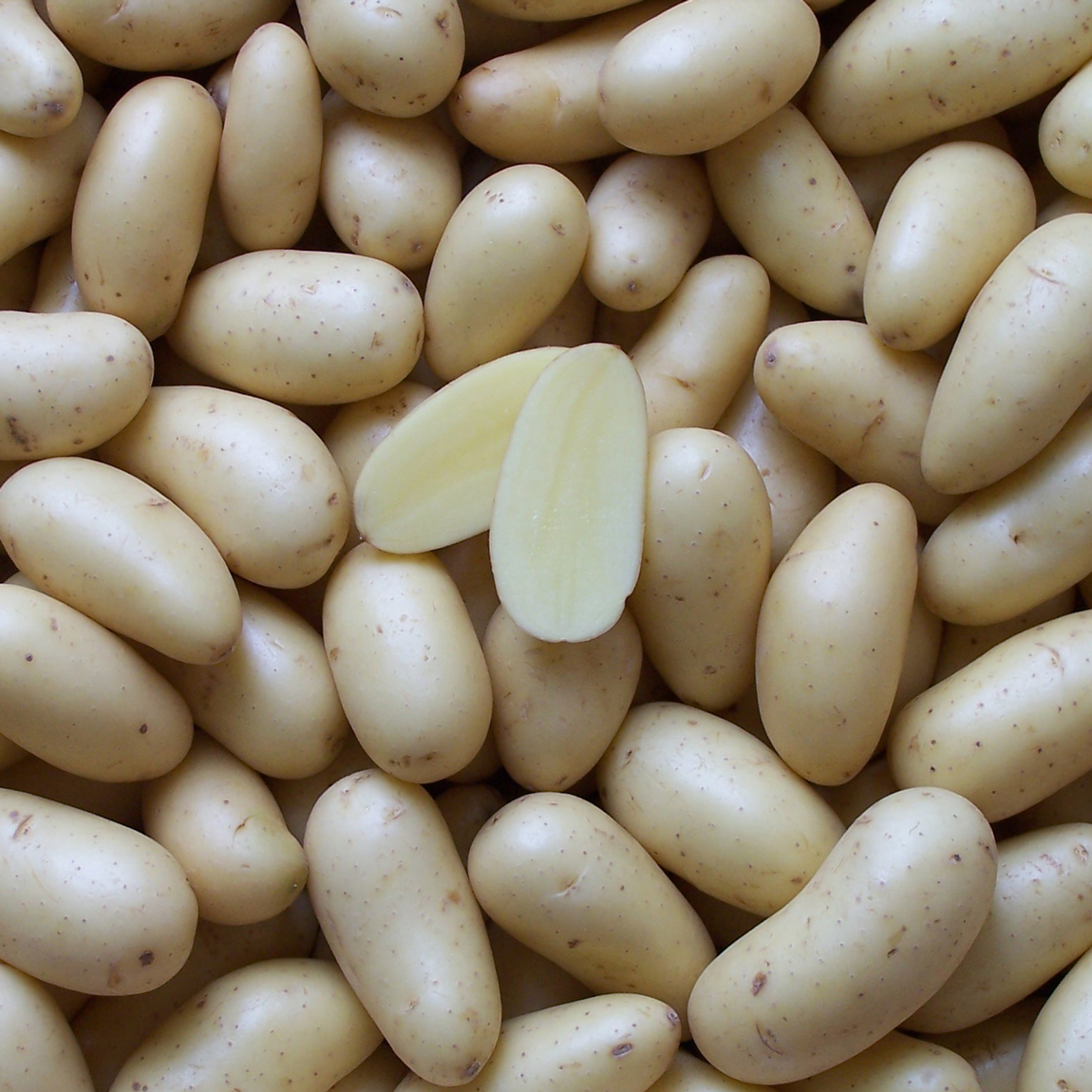 Jazzy - Grenaille [fk] | TARTUFFLI